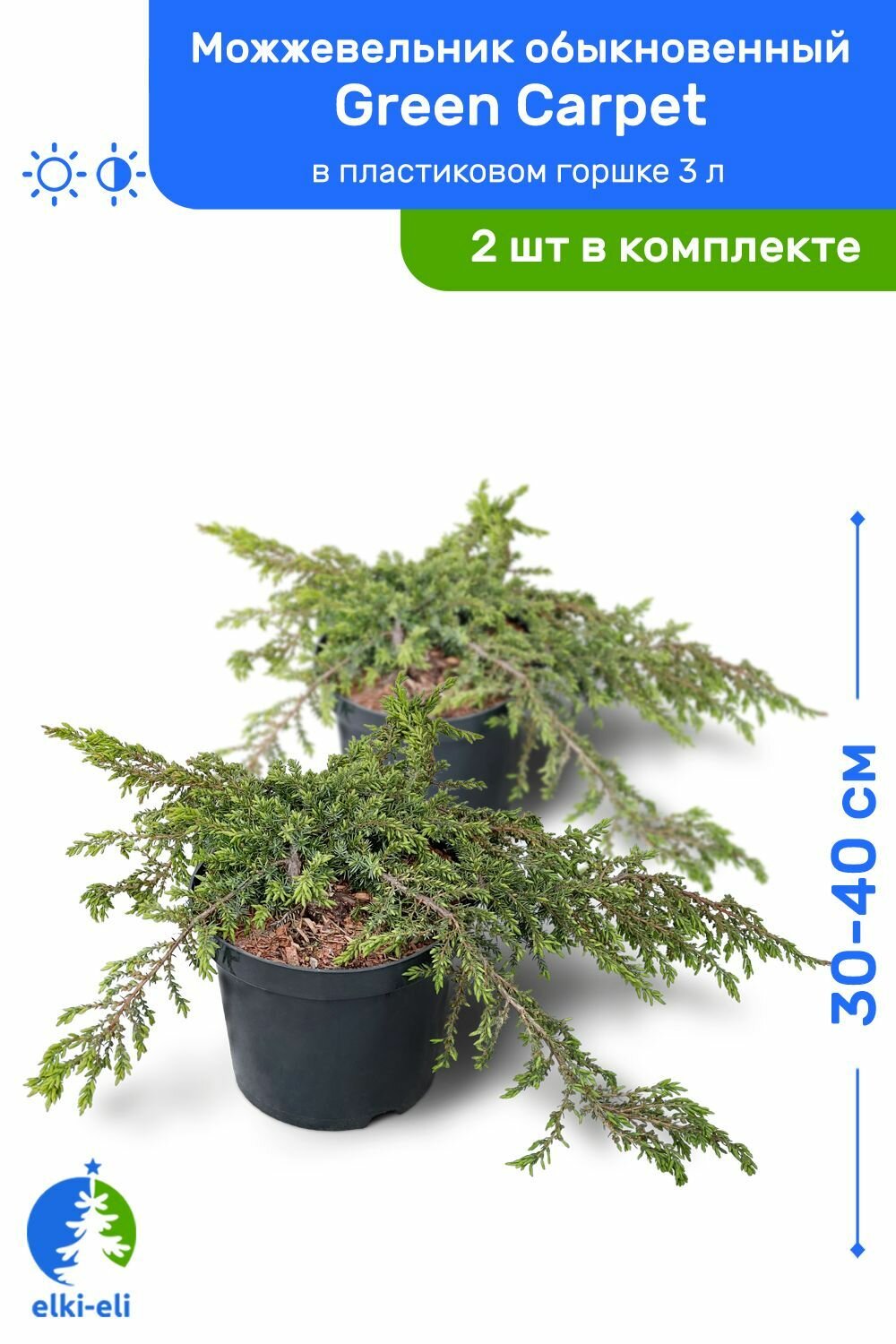 Можжевельник обыкновенный Green Carpet (Грин Карпет) 30-40 см в пластиковом горшке 3 л, саженец, хвойное живое растение, комплект из 2 шт