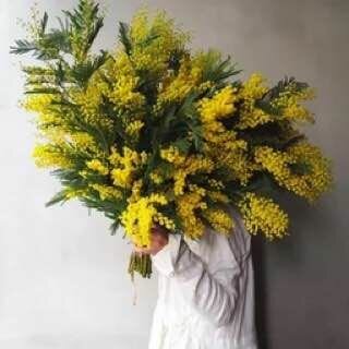 Мимозы, 35 шт.