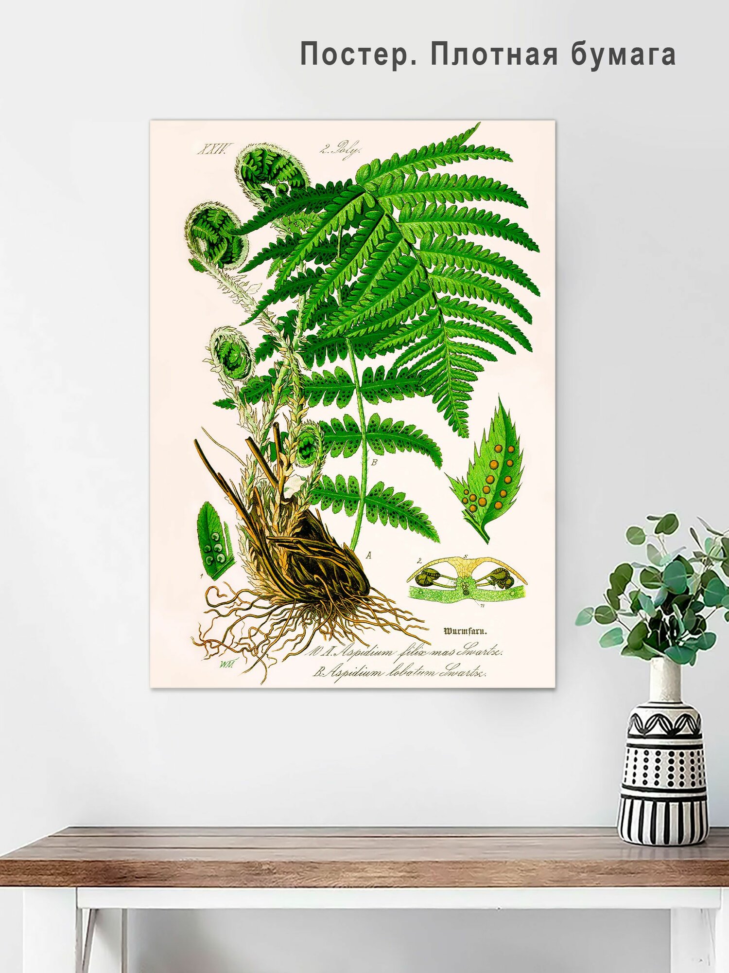 Постер, плакат Папоротник 1 из иллюстраций 30х40см