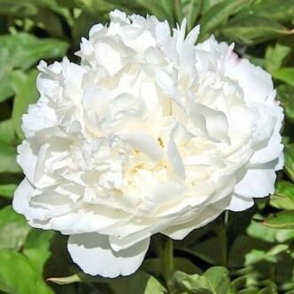 Пион Вайт луковицы, клубни, корни цветов