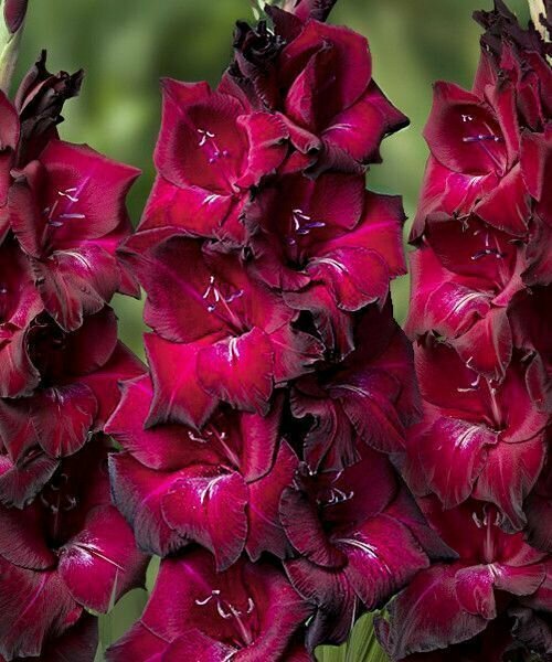 Гладиолус Равель 1шт