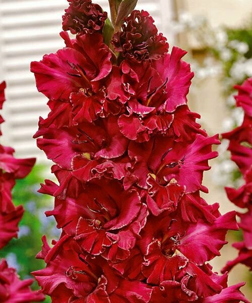 Гладиолус Бургунди 1 шт