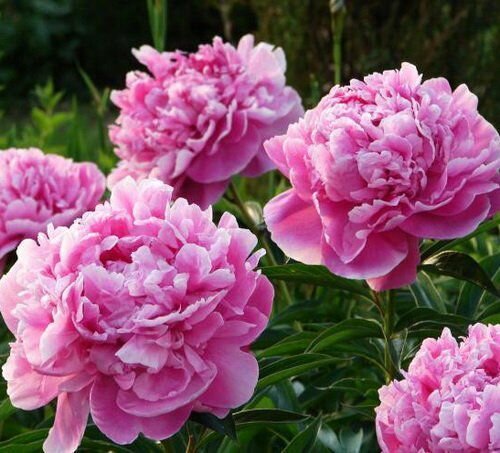 Пион Александр Флеминг 1шт