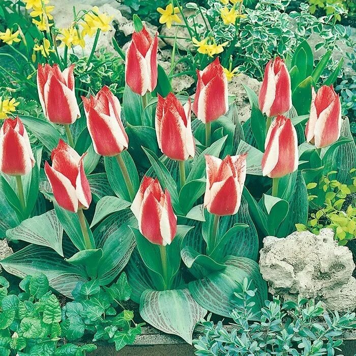 Тюльпан Царь Петр 5 шт.