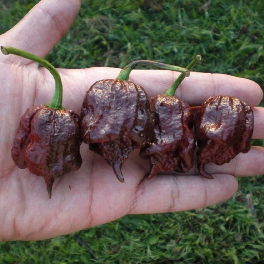 Семена Деодар Перец острый Carolina Reaper Chocolate 5 шт.