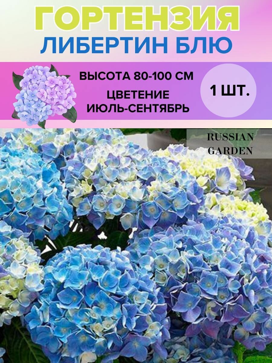 Гортензия метельчатая; гортензия цветок