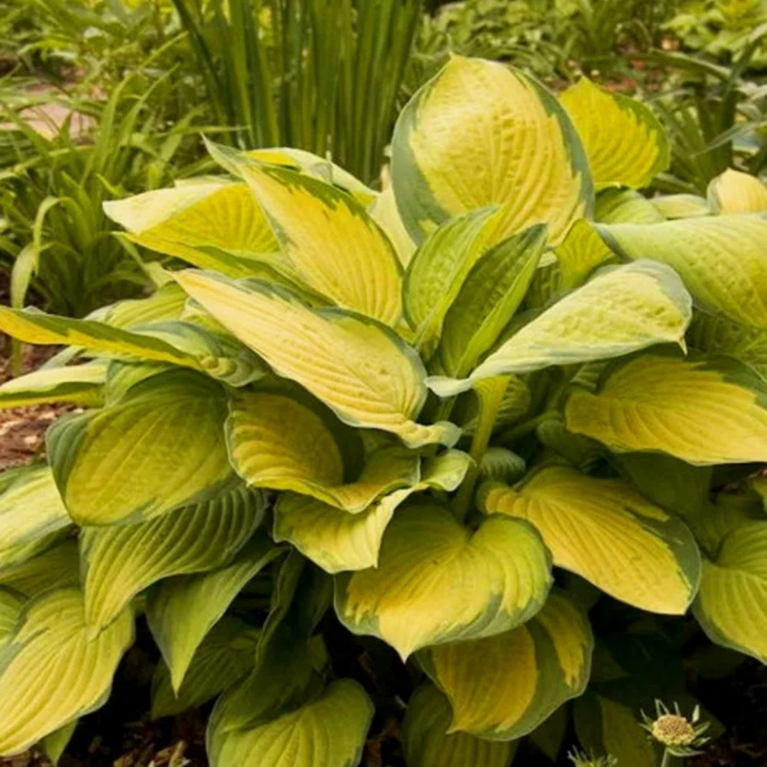 Клубни цветов, chipollino flowers, Хоста GOLD STANDARD ( 1 штука )