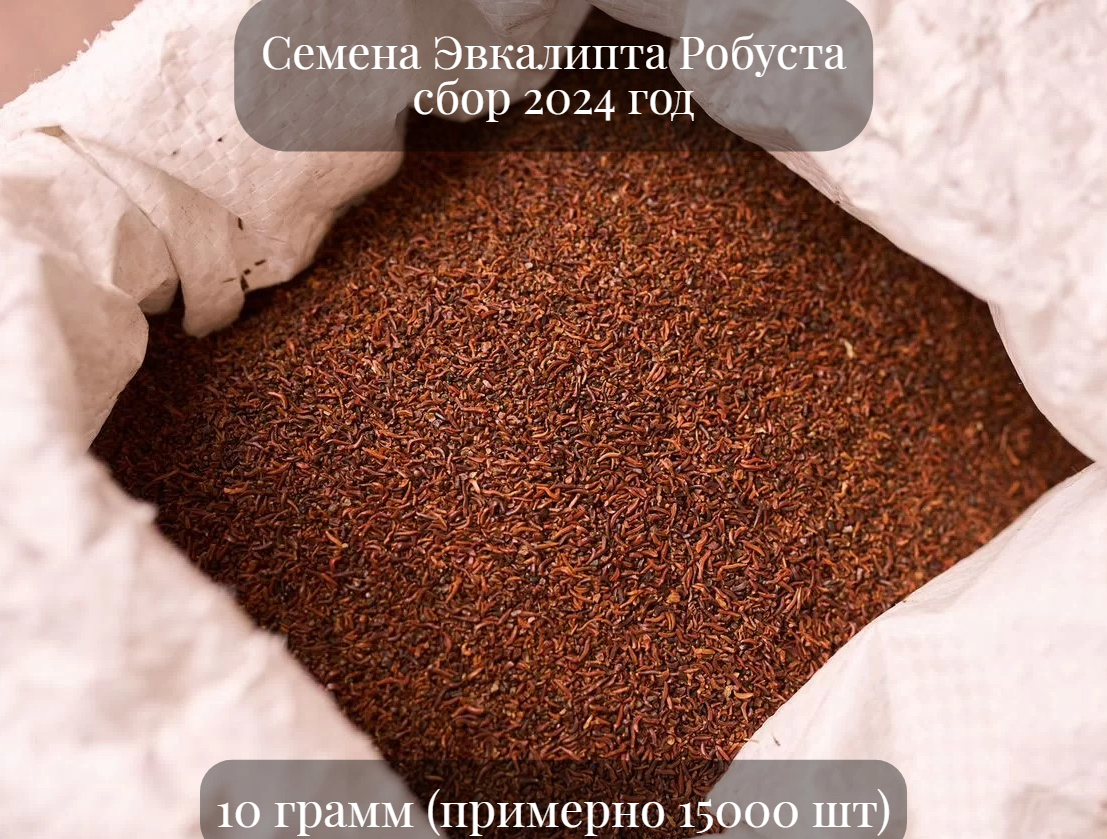 Семена комнатного Эвкалипта Робуста, 10 грамм (примерно 15000 шт)