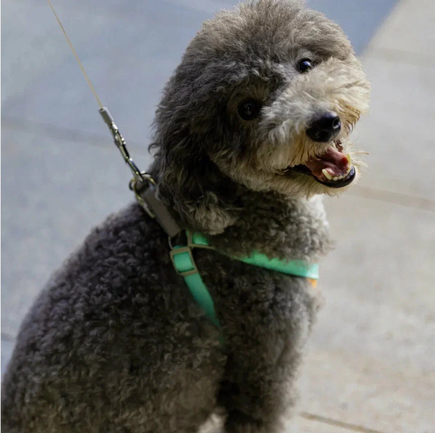 Шлейка Moestar Pet Harness размер S