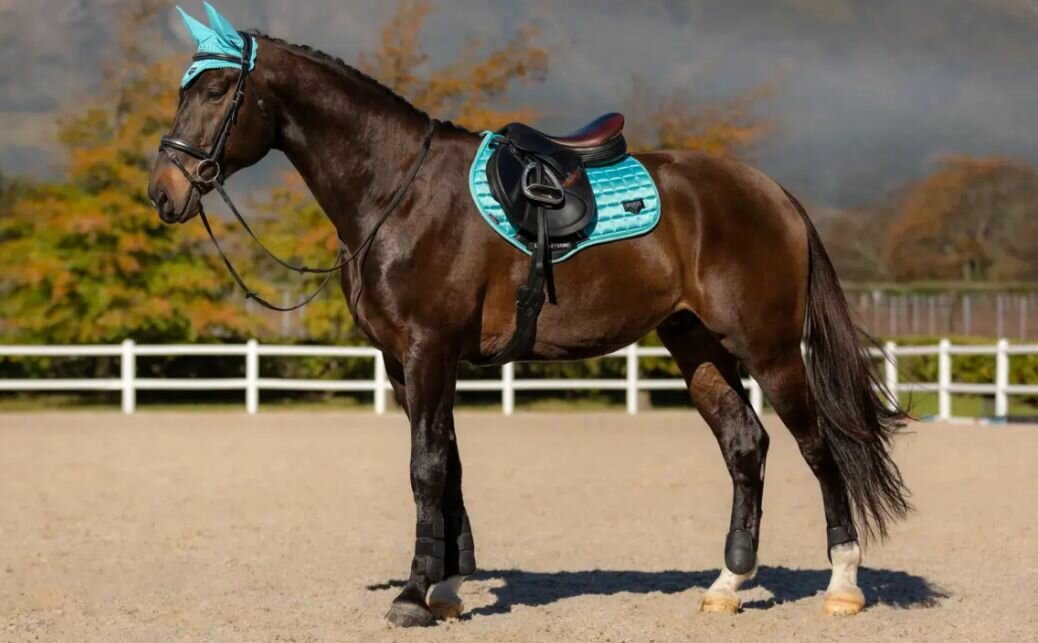 Вальтрап конкурный Loir Classic Satin , LeMieux (Лазурный)
