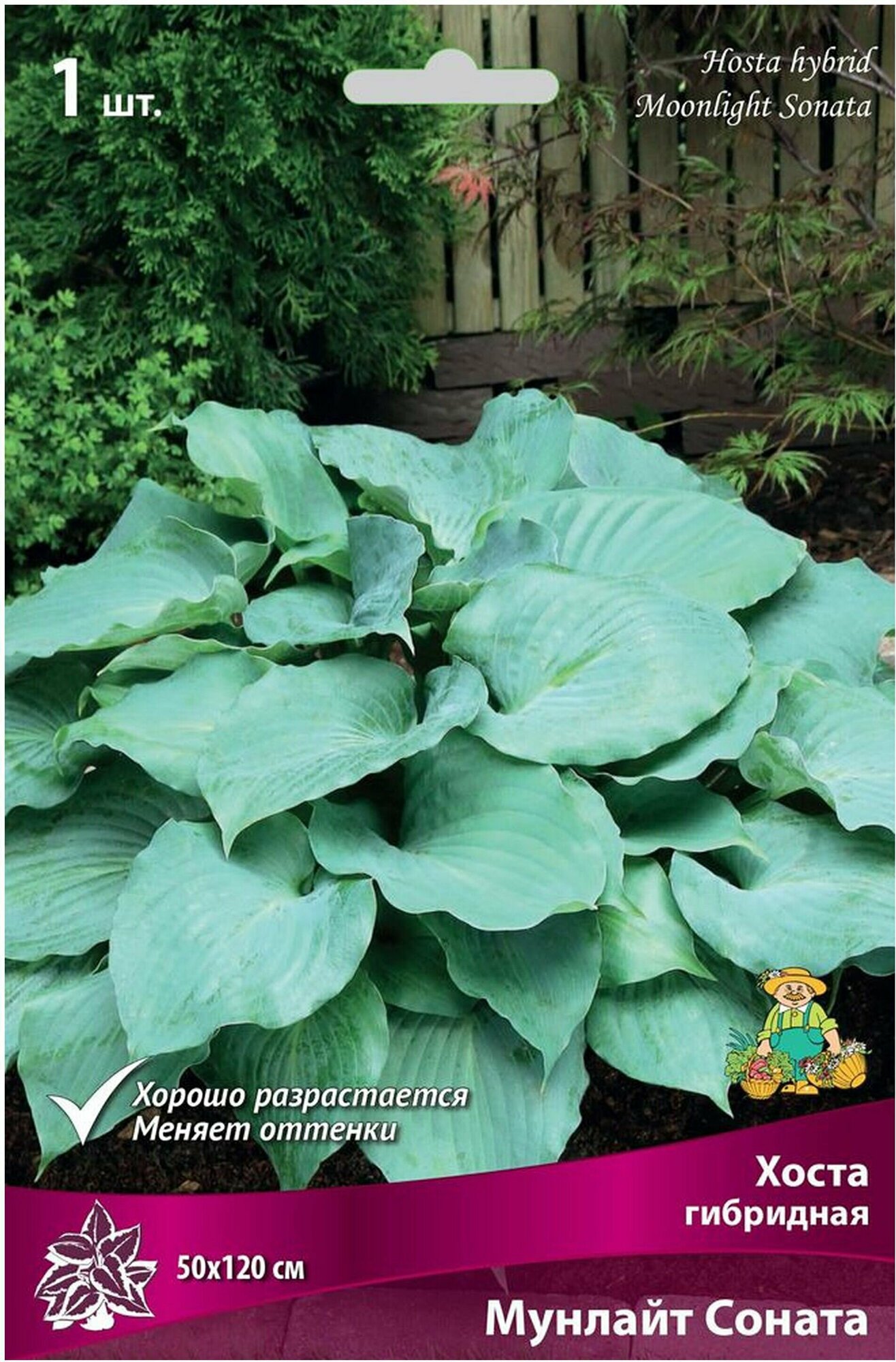Корневище Хосты поиск Мунлайт Соната