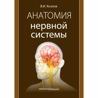 Анатомия нервной системы. Козлов.