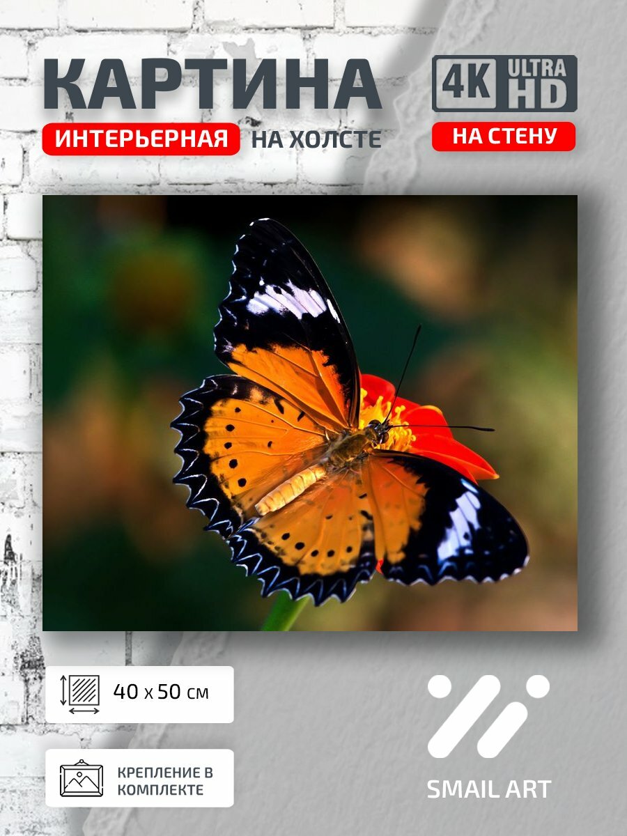 Картина на холсте интерьерная 40 на 50 на стену Бабочка Mood для кабинета атмосфера декор