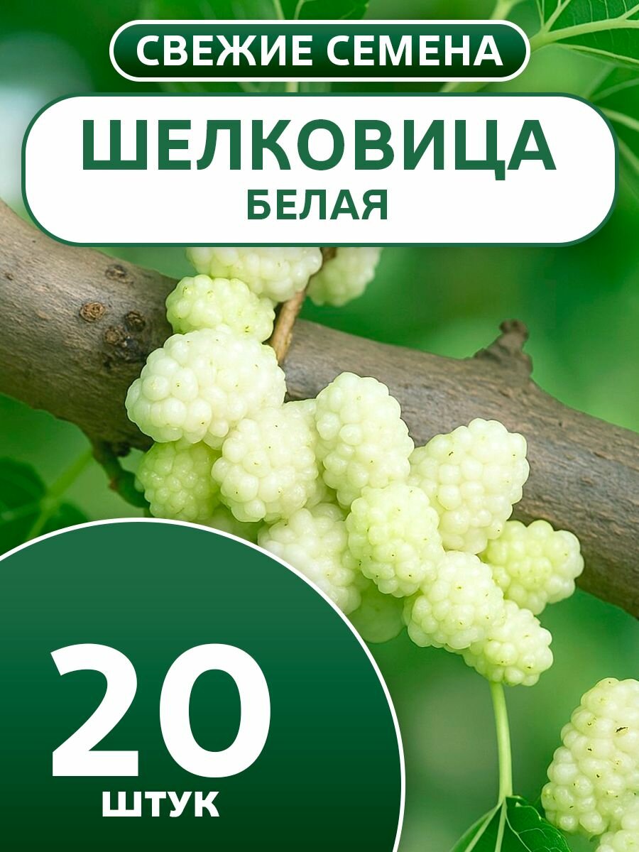 Семена Шелковица белая Медовая для выращивания, 20 шт