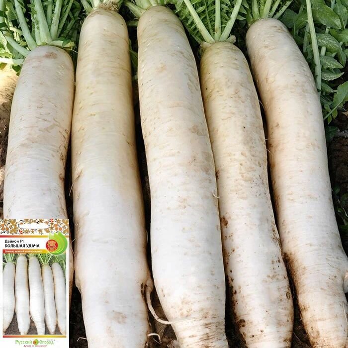 Дайкон Большая удача F1, плоды по 40 см и 2,6 кг