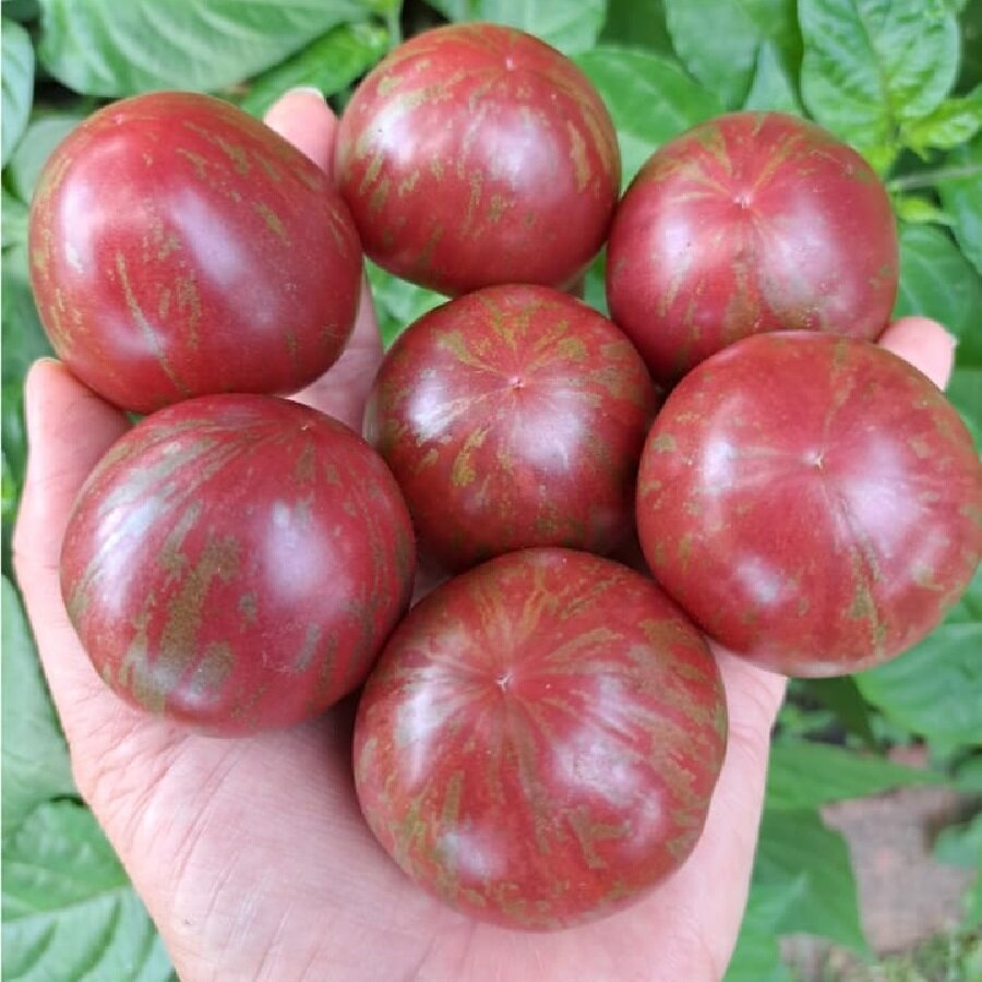 Семена Deodar SEEDS COMPANY Томат черри Черная зебра 10 шт.