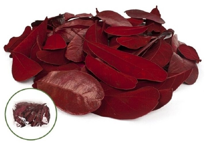 Сухоцвет листья мандиока малые красные 5см-10см, 50 грамм в упаковке, для декора