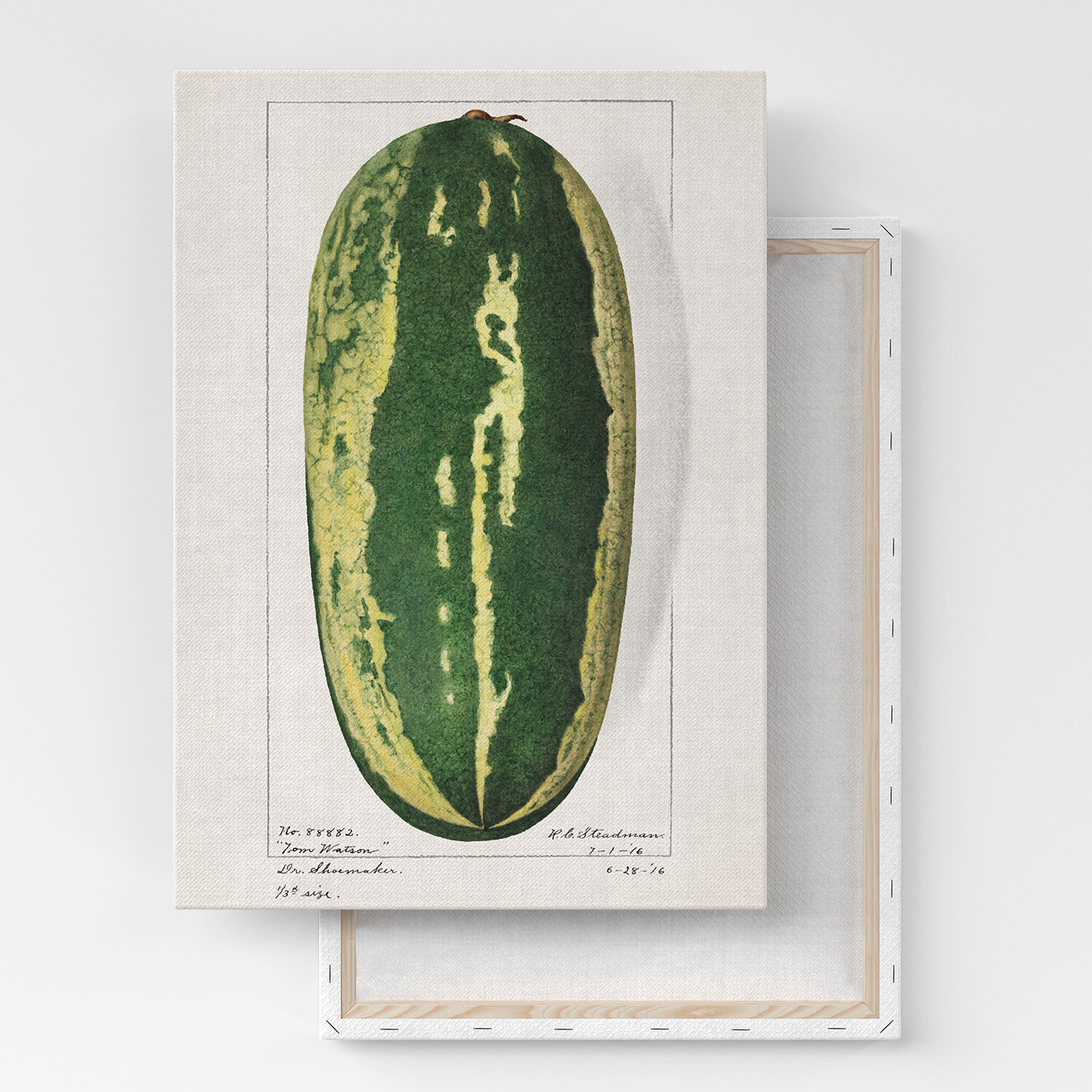 Картина на холсте, репродукция / Гравюры фруктов - арбуз / Размер 30 x 40 см