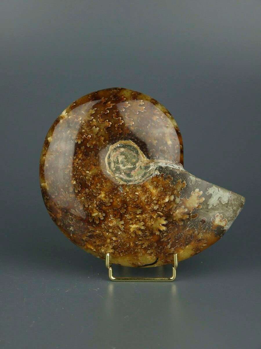 Африканский аммонит Cleoniceras 13 см с перламутром на подставке