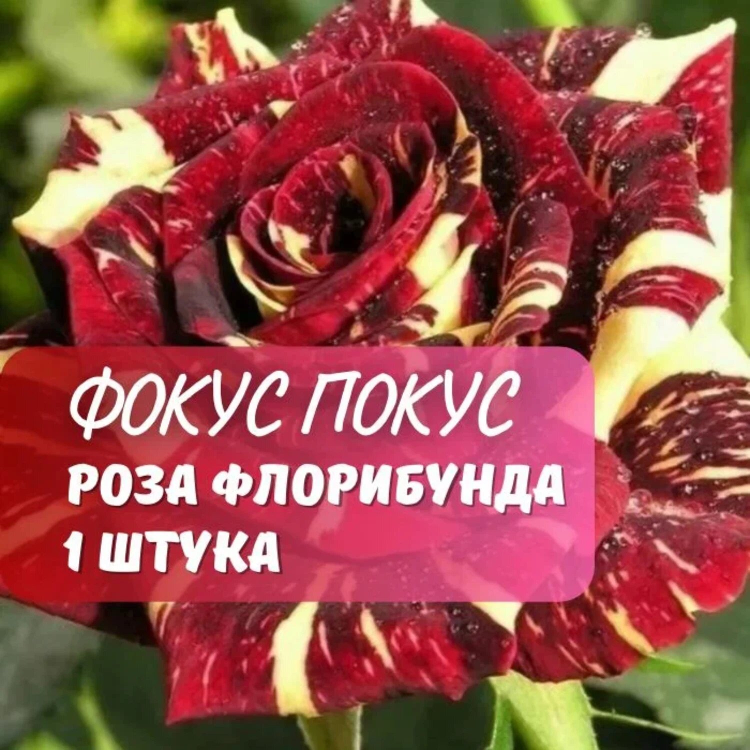 Роза флорибунда "Фокус Покус", 1 саж , многолетняя 30-50 см, желтая, красная