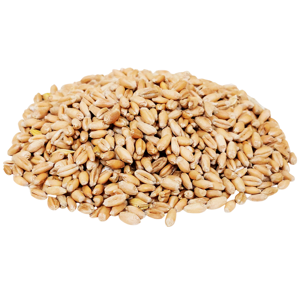 Пшеница для проращивания, (Отборная), 500 гр