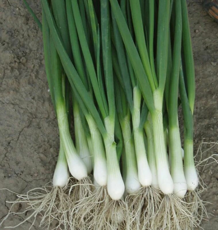 Коллекционные семена лука батун Боярин