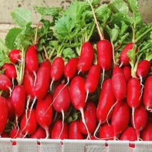 Коллекционные семена редиса Санька