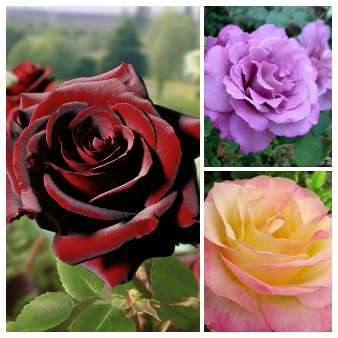 Комплект чайно-гибридных роз Барышня 3 шт