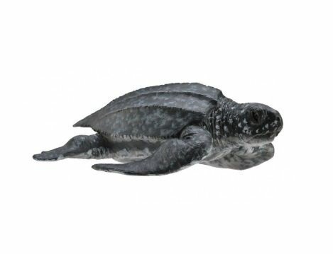 Фигурка Collecta Кожистая черепаха, М 88680b