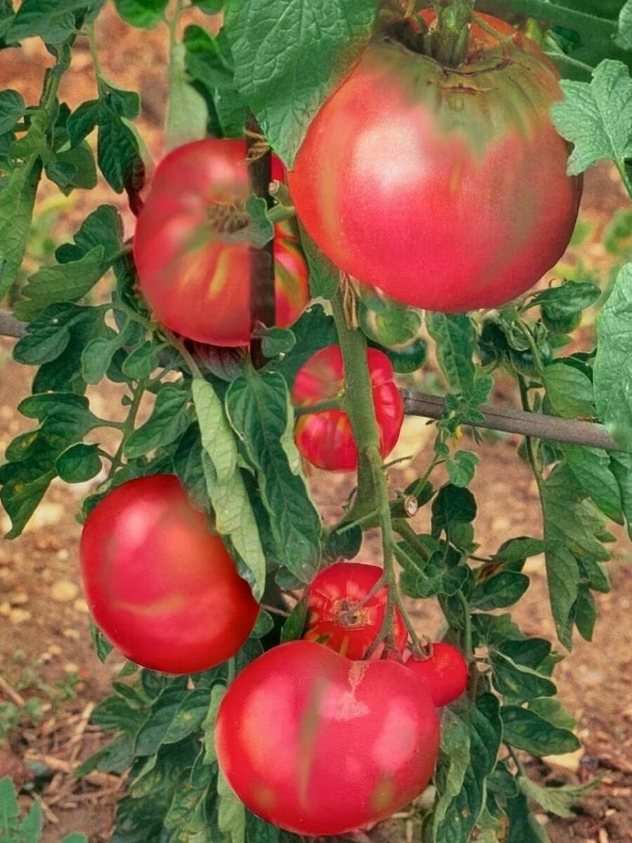 Семена Томат Брендивайн красный (Brandywine red), 10 штук