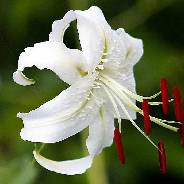 Лилия Альбум 1 шт