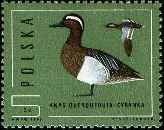 (1985-040) Марка Польша "Чирок-трескунок" Охрана природы. Дикие утки II