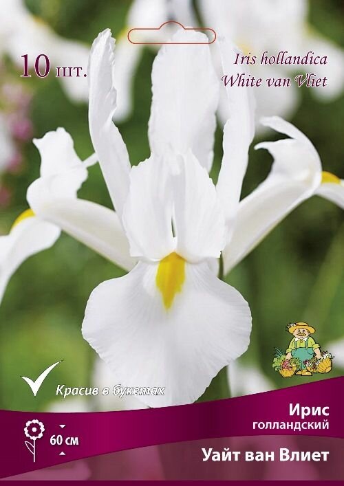 Ирис голландский уайт ван влиет