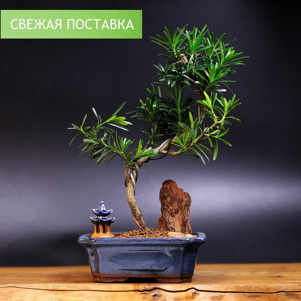 Бонсай Подокарпус хвойный, 37см, 12 лет