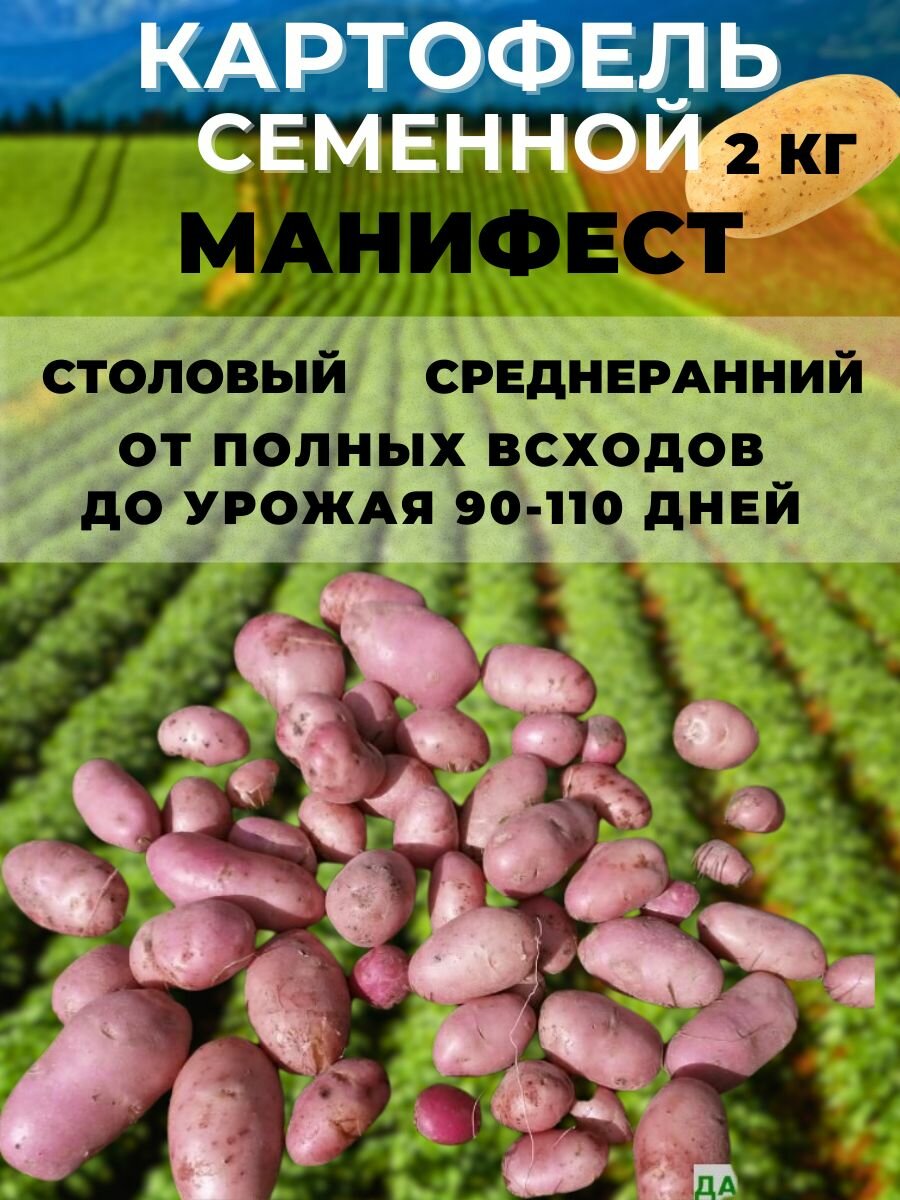 Картофель семенной