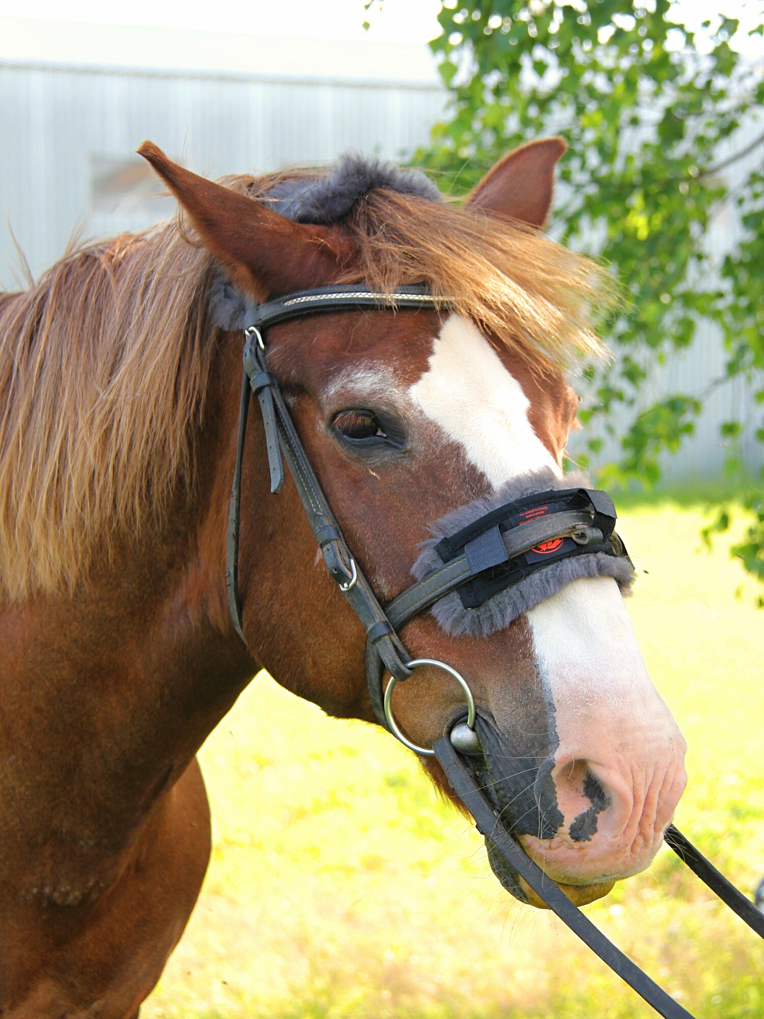 Меховушки на недоуздок Shkura-Dekor набор 2 шт (28 и 32 см) с кантом графит