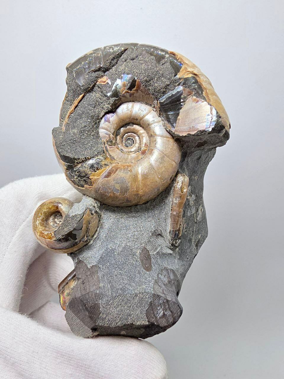 Аммониты (перламутровые) в породе 106 мм, 324 г.