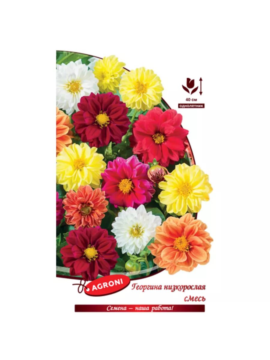 Георгина однолетняя Agroni низкорослая смесь (0,3г)