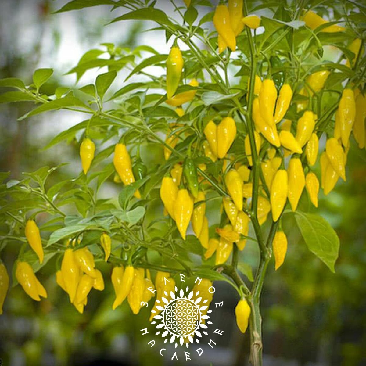 Семена Перец Aji limo (лат. Capsicum baccatum) 5шт