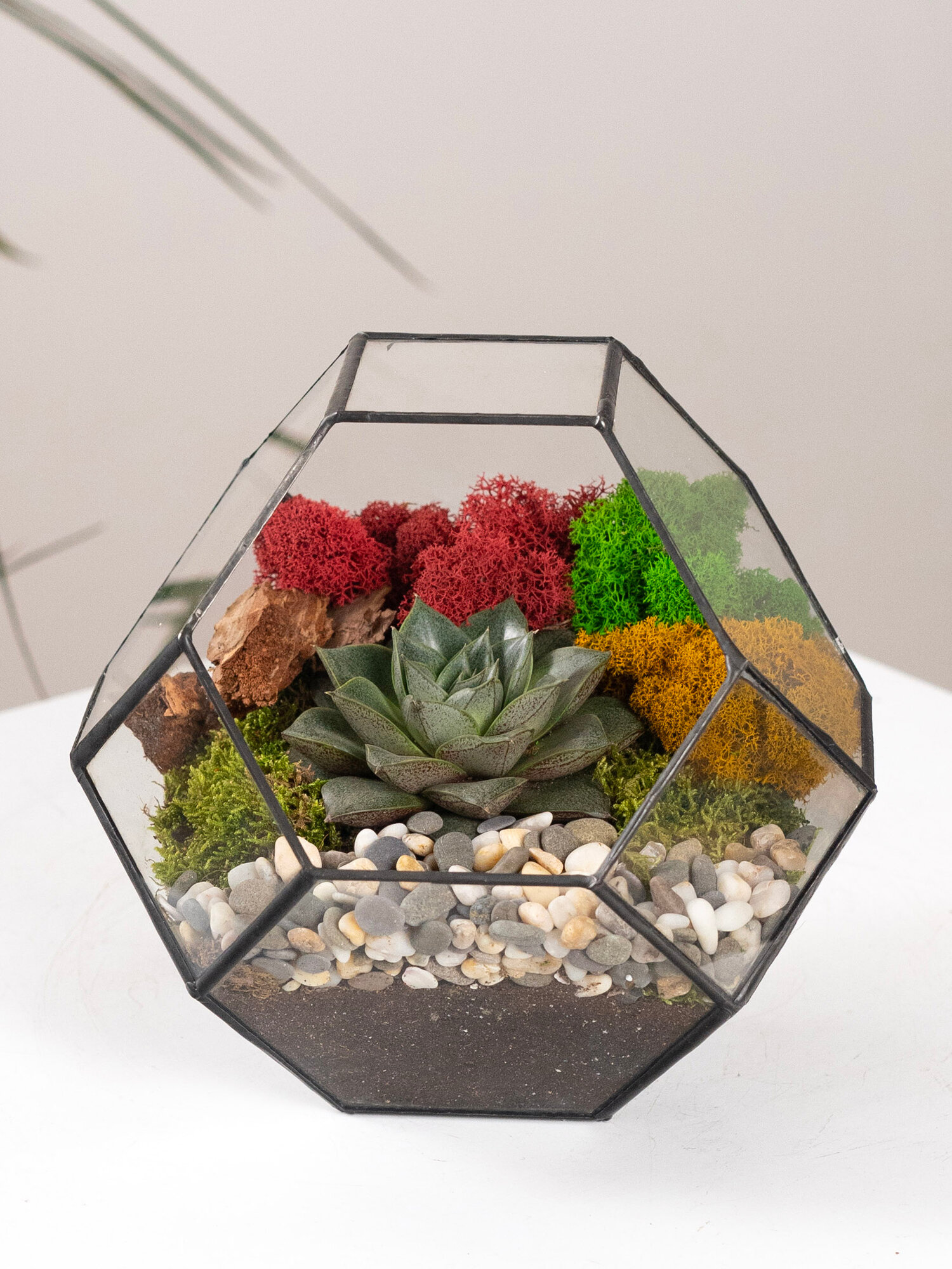 Geo Glass: Суккулент живой , ваза для флорариума из стекла , эхеверия