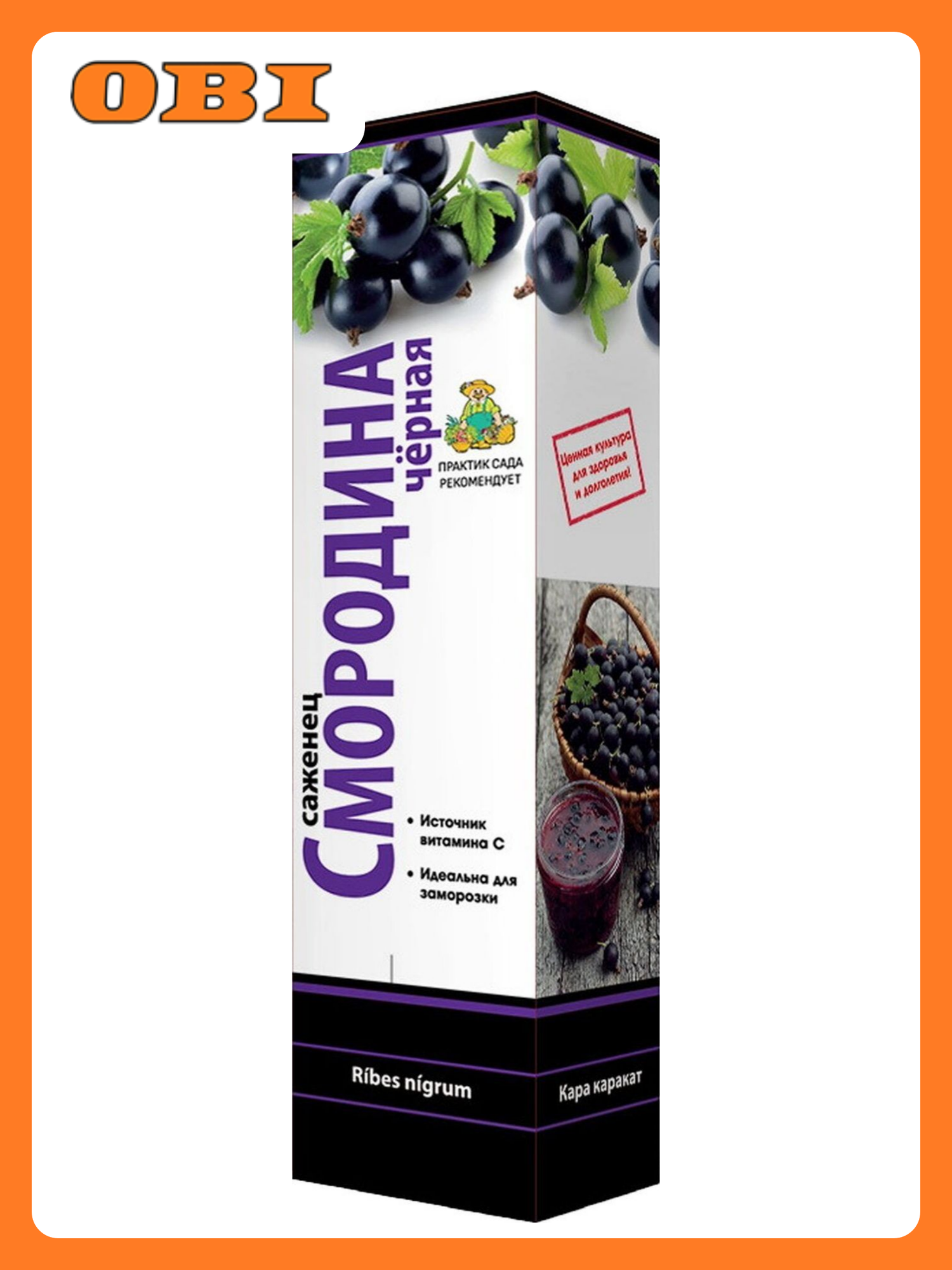 Саженец Смородина черная Изюмная С1 Н37