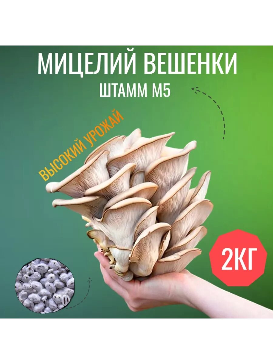 Мицелий грибов вешенки (штамм M5) - 2 кг.