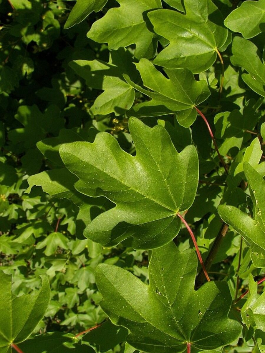 Клён полевой семена 15 штук