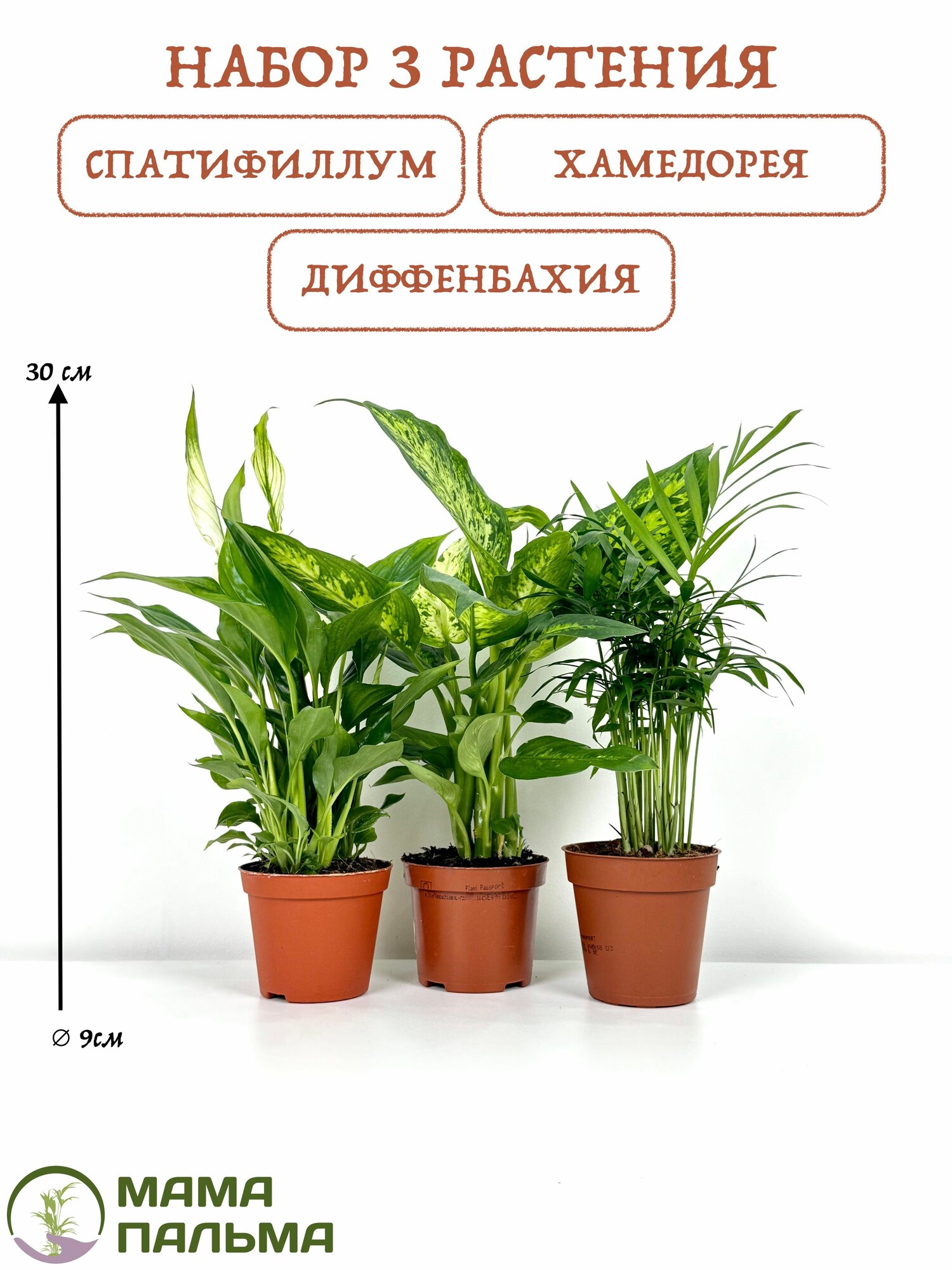 Набор 3 растения Спатифиллум Пальма Хамедорея Диффенбахия в горшке D9 (живые растения)