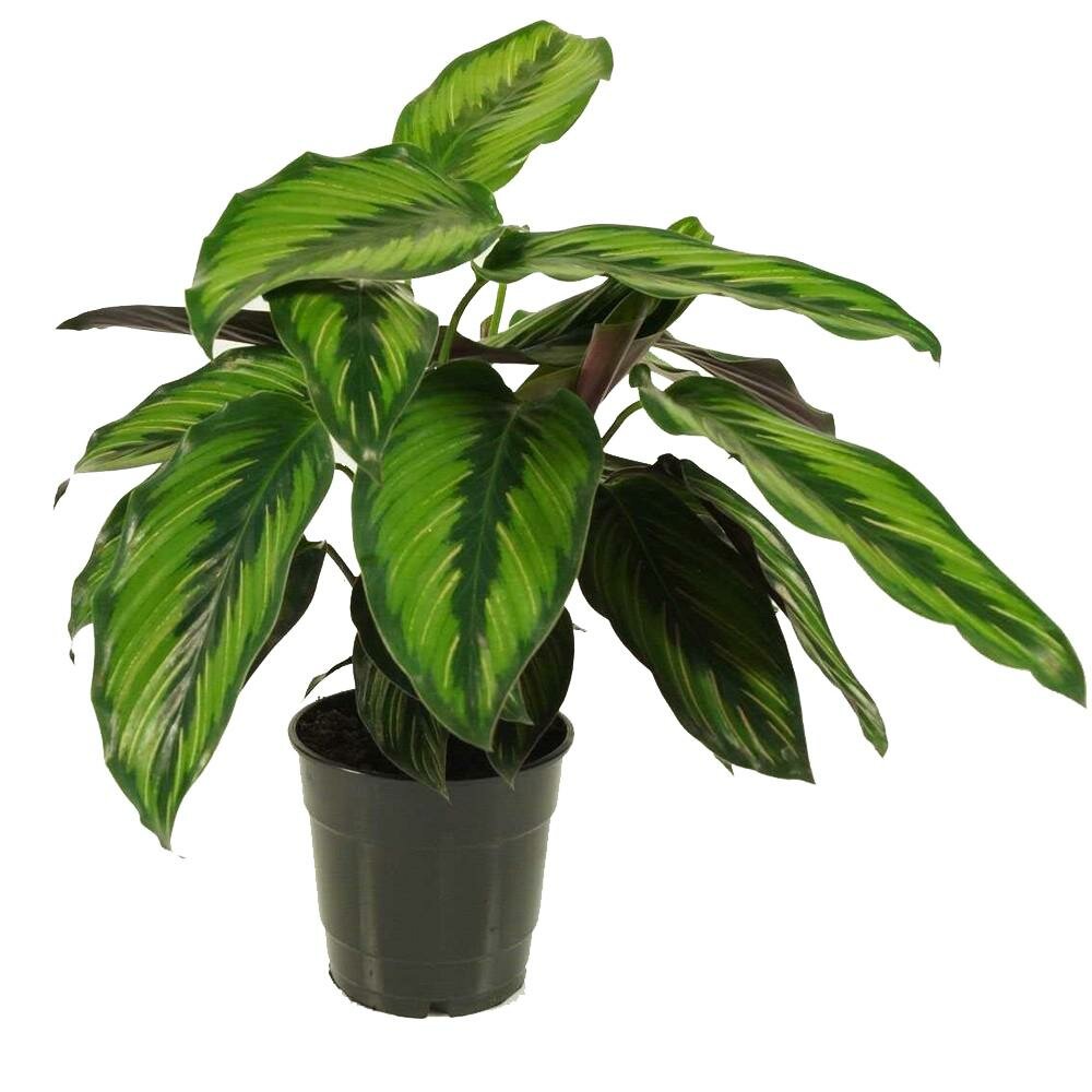 Калатея Пинстрайп - Calathea Pinstripe D14 H45