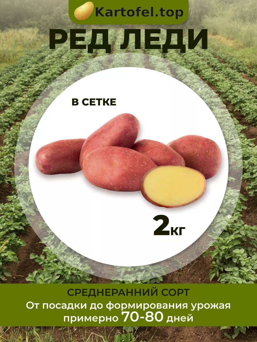 Картофель семенной Ред Леди 2кг