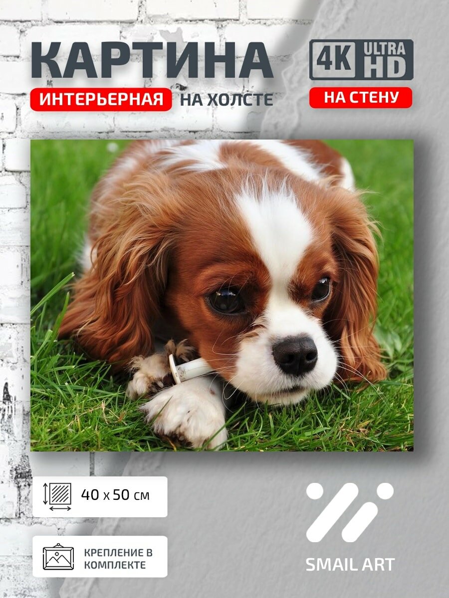 Картина на холсте интерьерная 40 на 50 на стену Животные Puppy для офиса атмосфера
