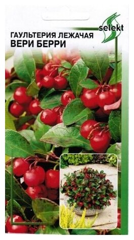Гаультерия лежачая Вери Берри, 10 семян