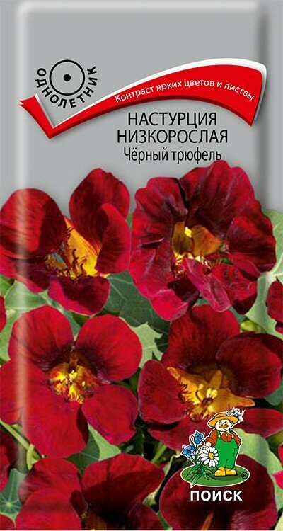 Настурция низкорослая Черный трюфель однол. (1гр.) (Поиск)