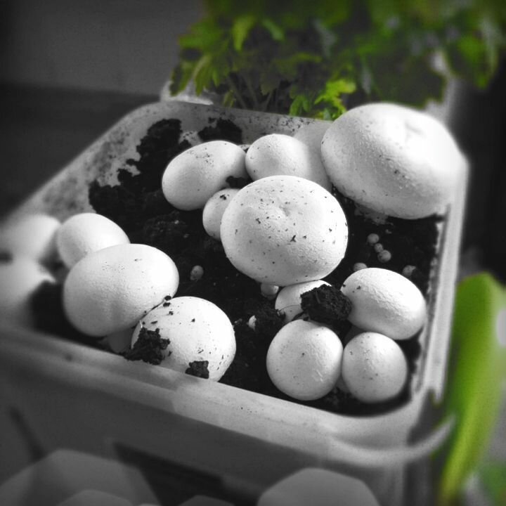 Мицелии грибы Шампиньон королевский зерновой А15 - 1 килограмм